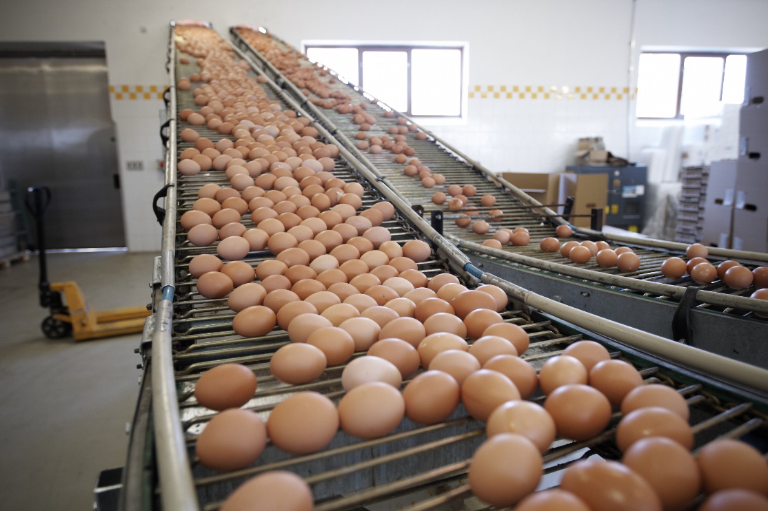 We all need to work together to make cage-free a success - FMCG Magazine
